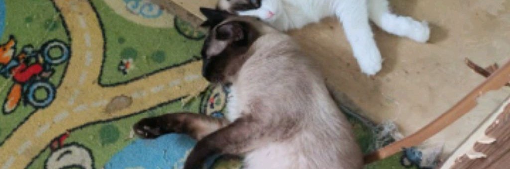 Пандори И Плюш🐼🐈