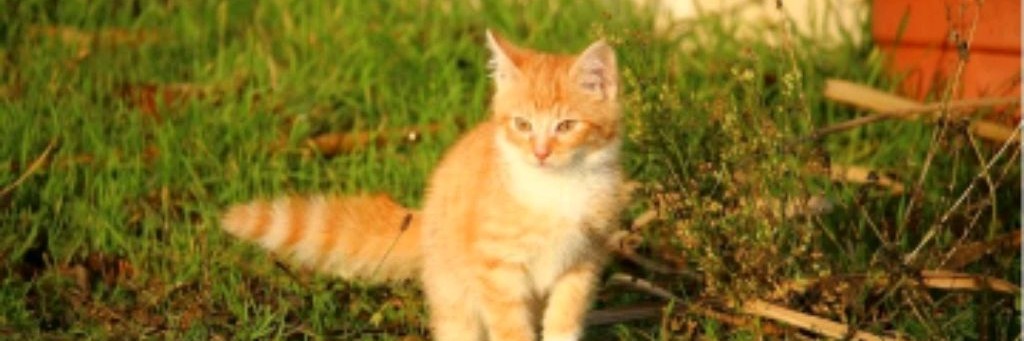 Виолетта Подюкова