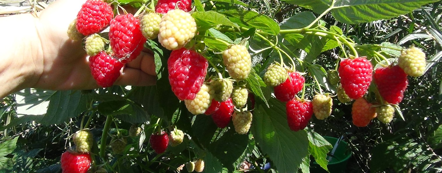 НадеждаЯгодаЛюкс