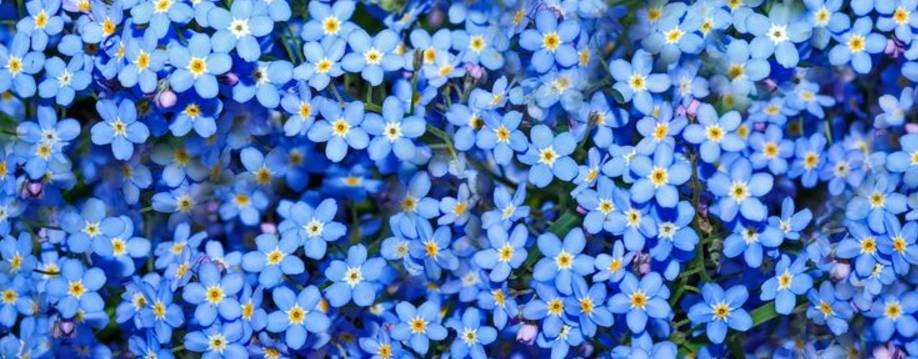 Домашняя незабудка