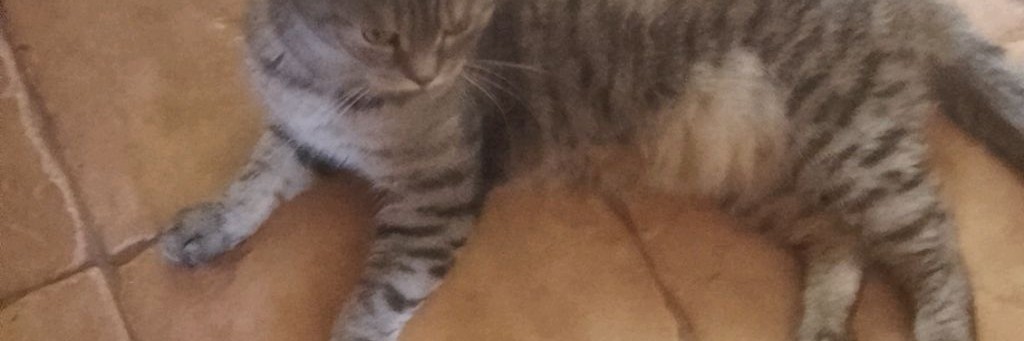 Просто Кот Марти