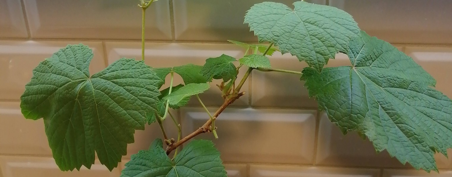 Мой первый виноград в Ленинградской области