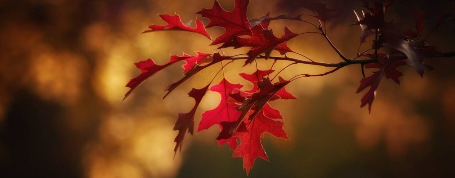 Галина Болгарских