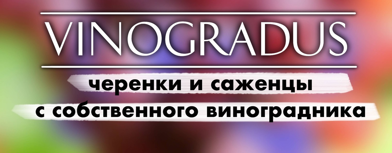 VinogradUS / Виноградник Александра Уставщикова