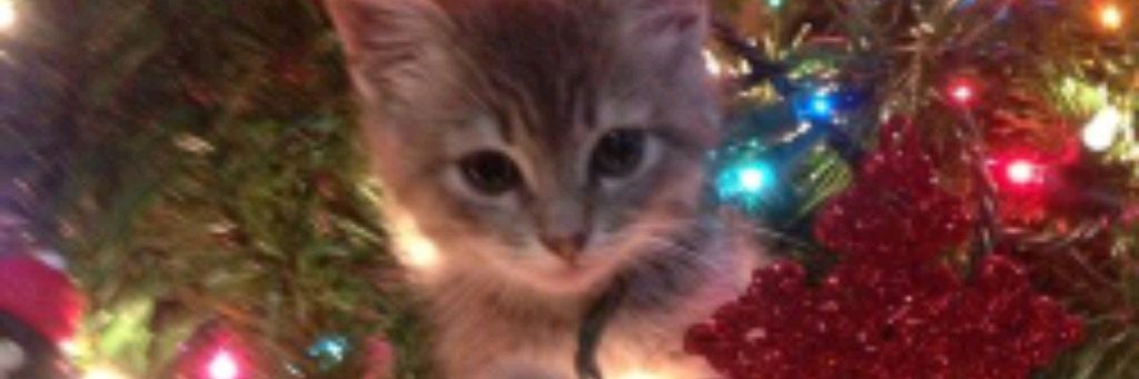 ❄️🧊Маразилка🧊❄️