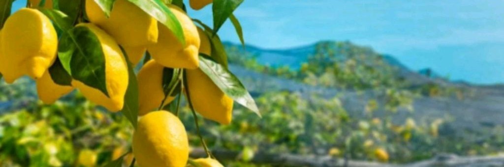 АБРОСИМОВА СВЕТЛАНА