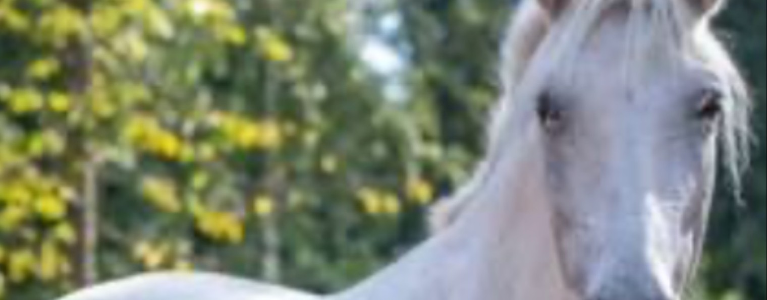 Horse Step - Horses schleich🐴🐎🐎🐎🐉