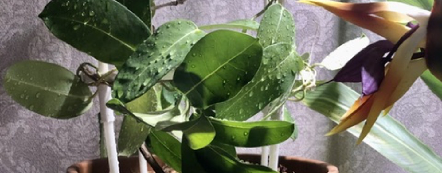 Натали Парк Flowers