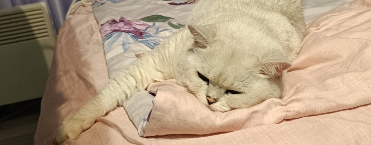 #Ksyusharik.сухарик🌷