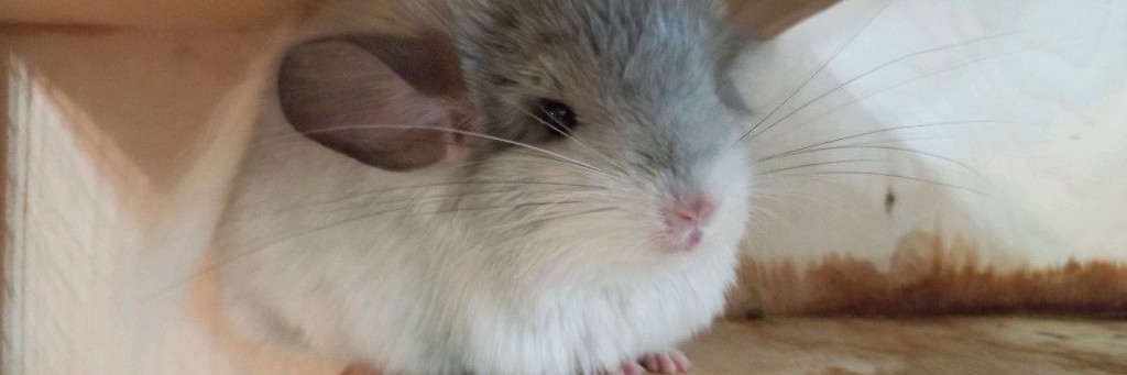 Шиншила манія72042338