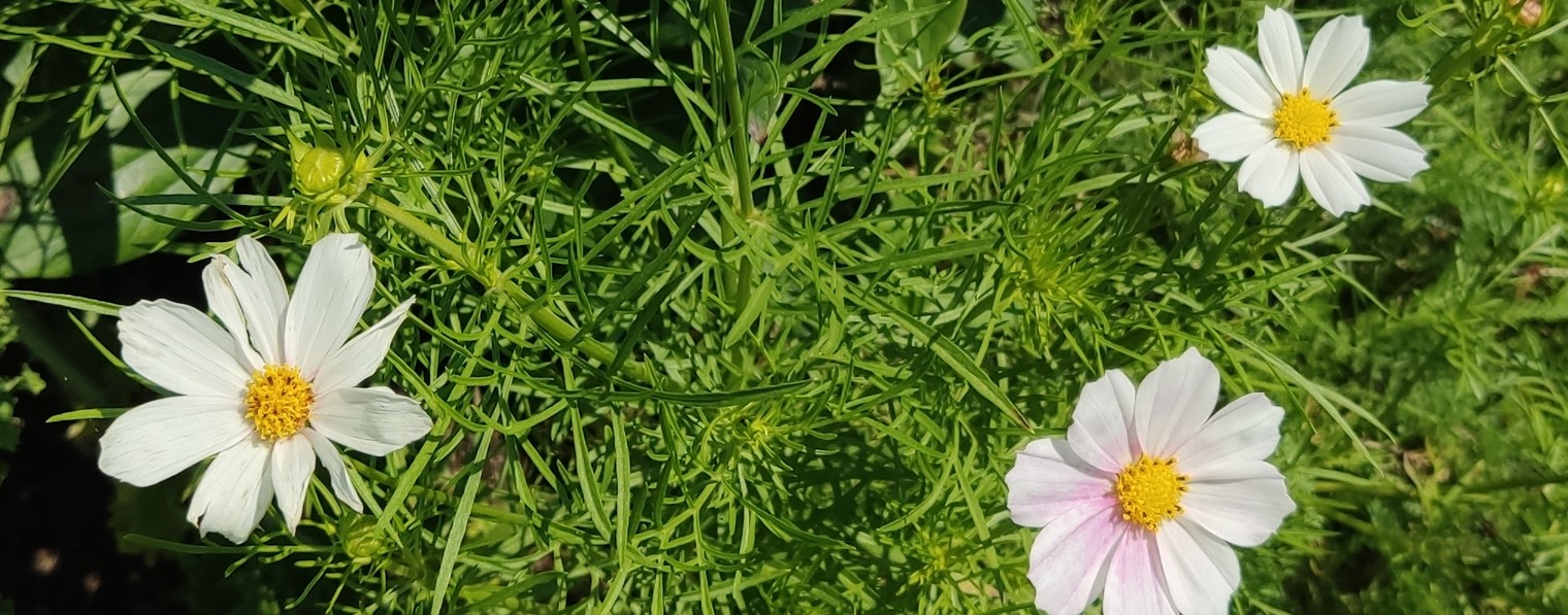 Дача в Ромашково