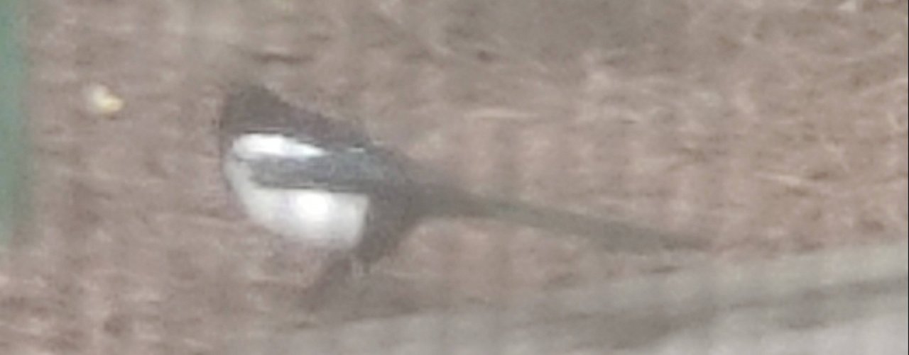 Рigeon Imperor и гусь