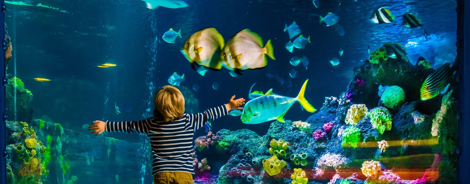 Аквариумистика за Рубежом. NEO_Interpret®