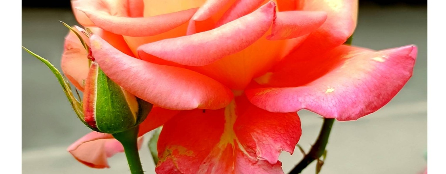 Мы просто в любви, как дети