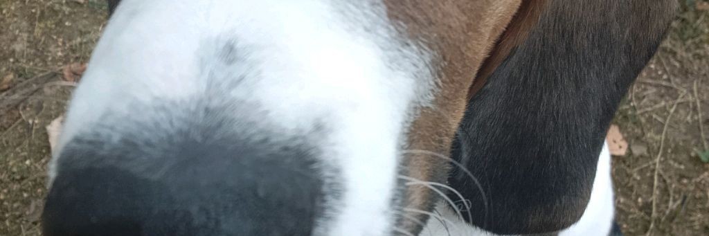 Волчица Сакура 1.0