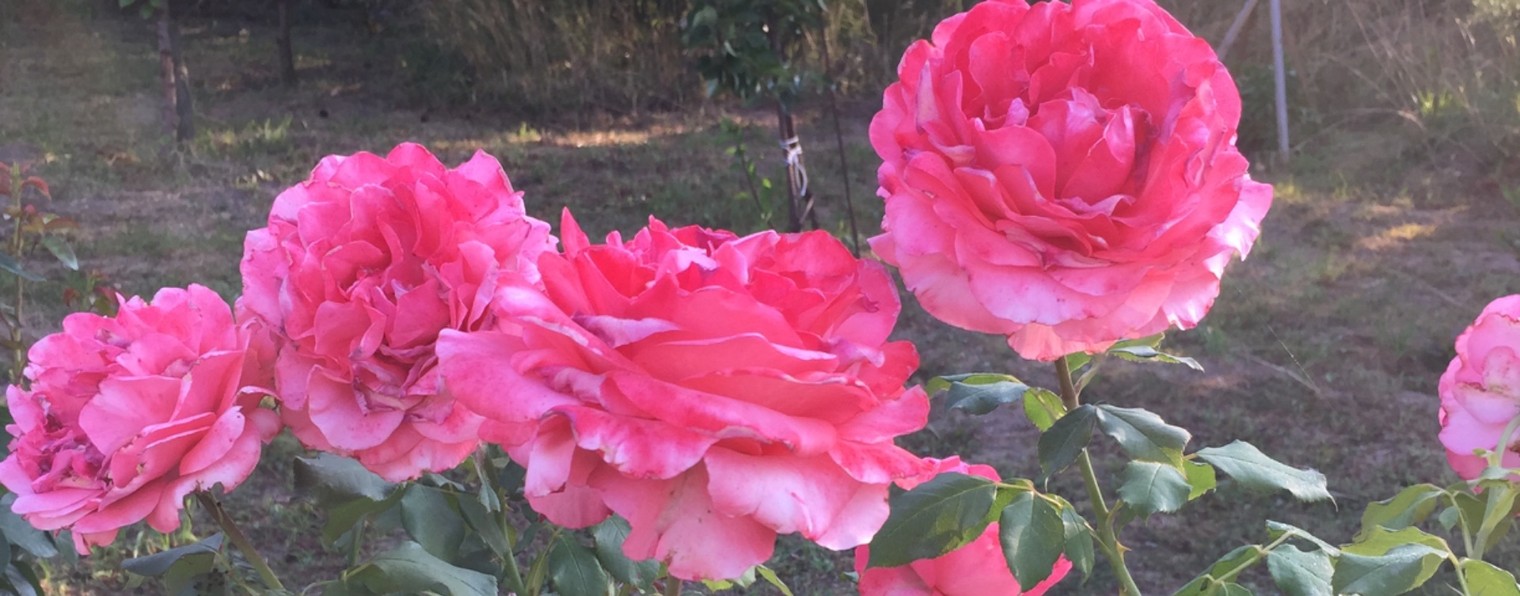 Жемчужины в саду Маргариты