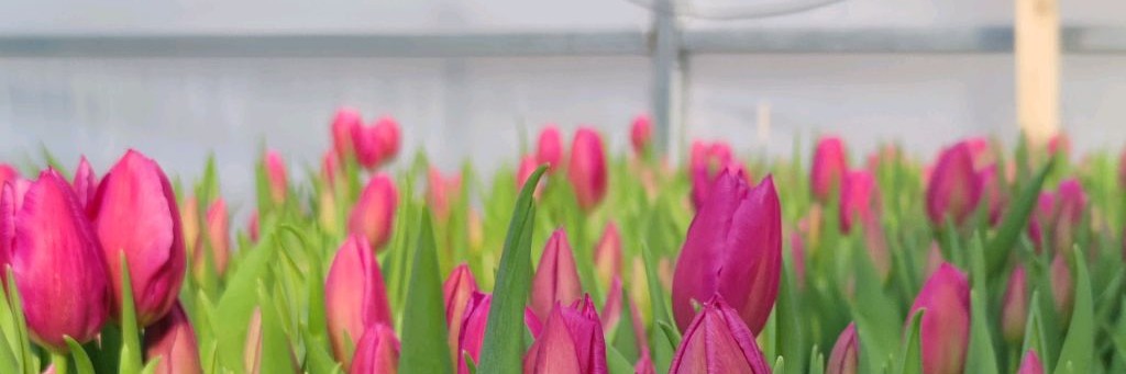 Цветов и хвои дом