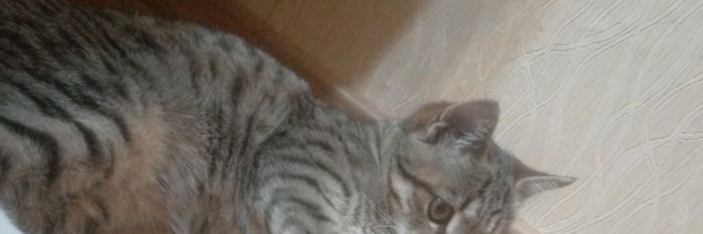 Чювачьки https://t.me/rupadlo тг канал