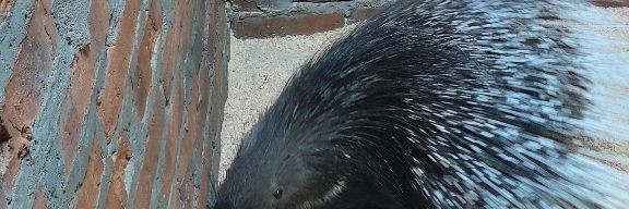 Geometry Dash И Roblox