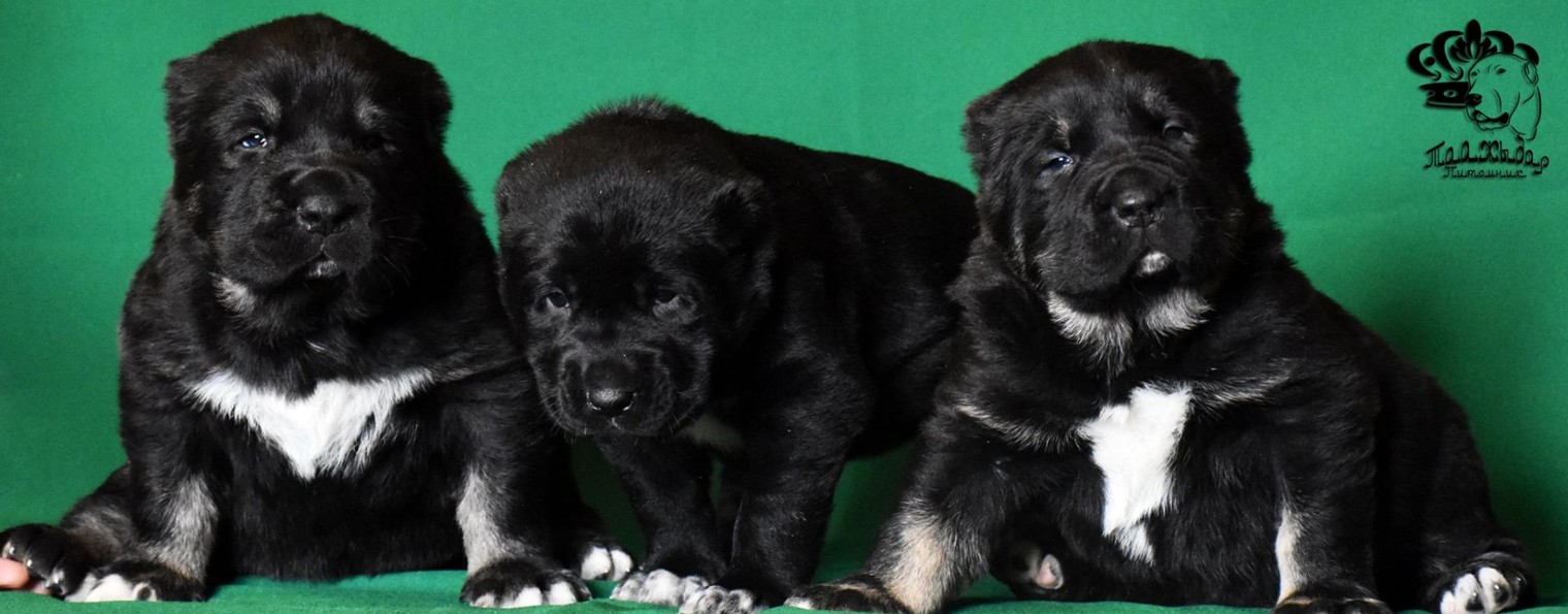 "ТААЖЫДАР" питомник .