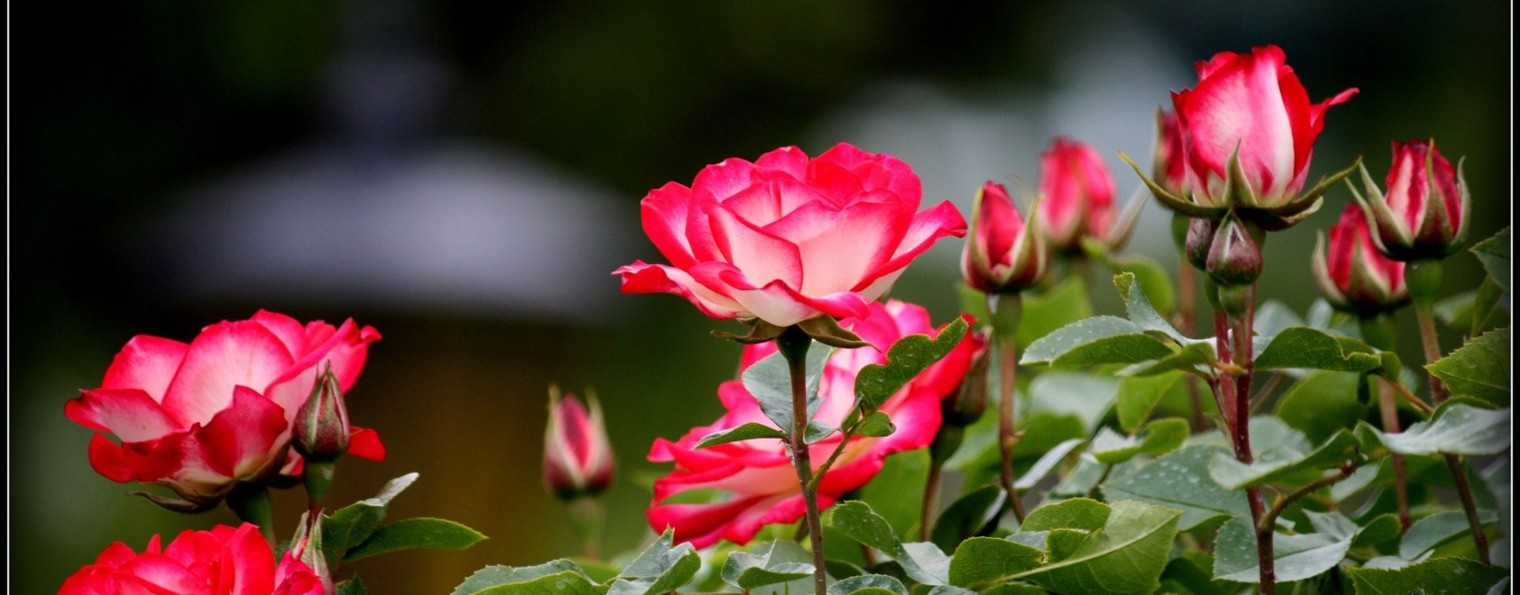 ❤️️🌹❤️️  АЛЛА МАРТЫНОВА