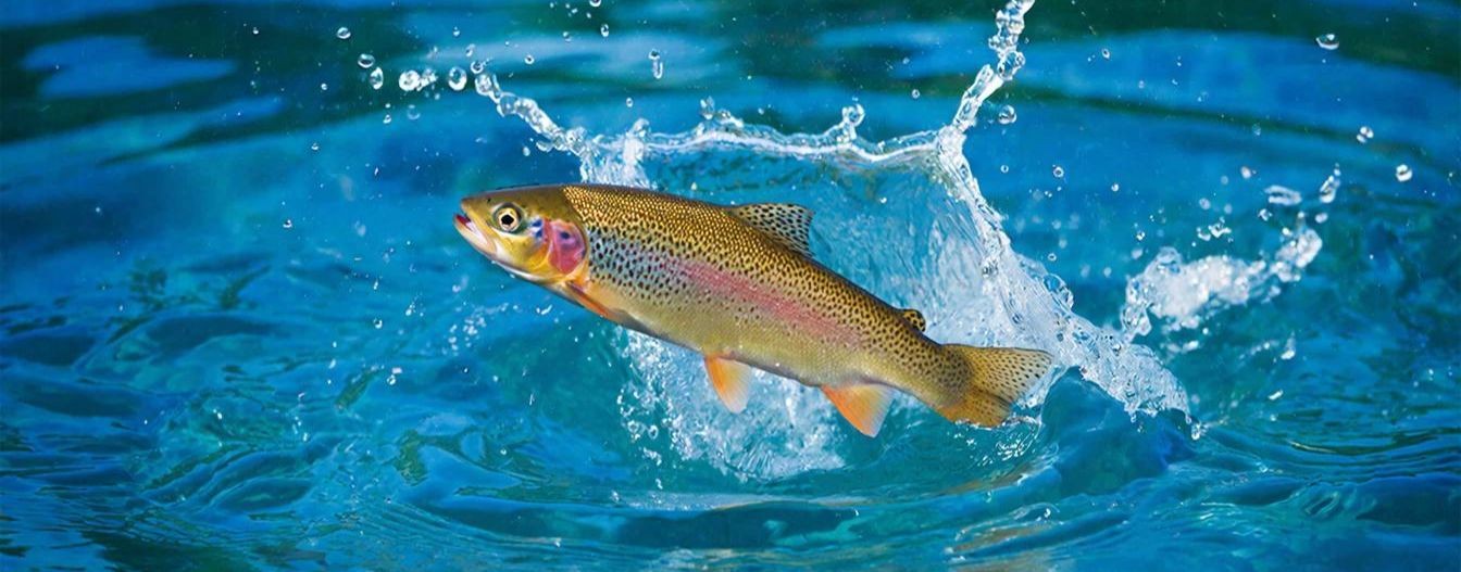 Дневник рыбовода