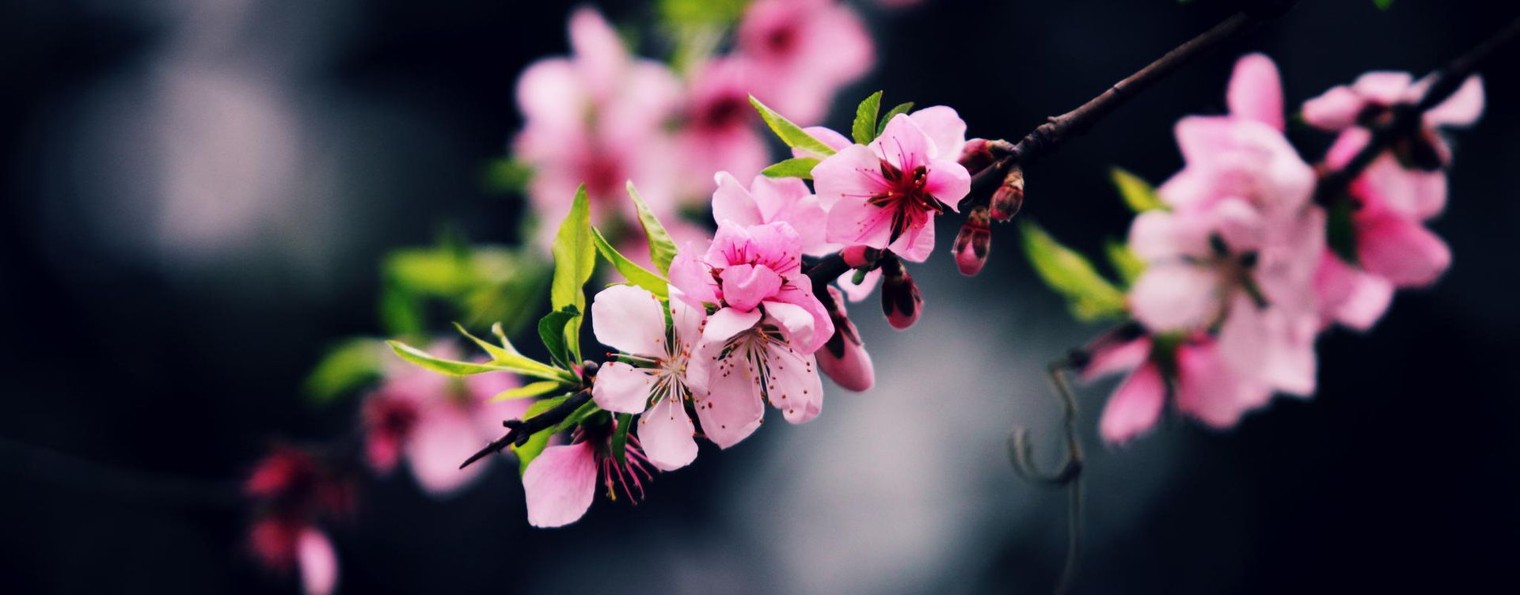 ❤️️🌹❤️️  АЛЛА МАРТЫНОВА