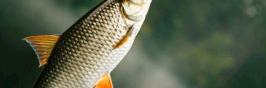 Диалоги Про Рыбалку