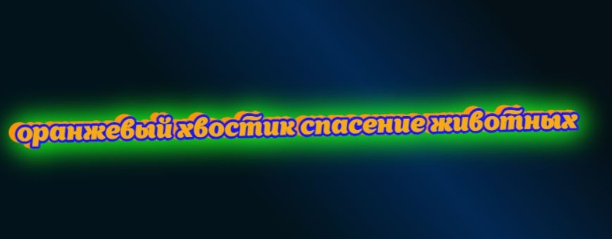оранжевый хвостик спасение животных