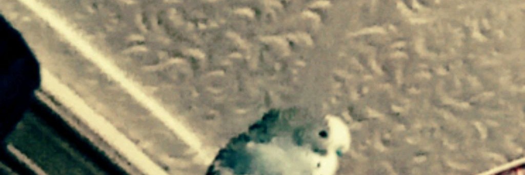 ПОПУГАЙЧИКИ