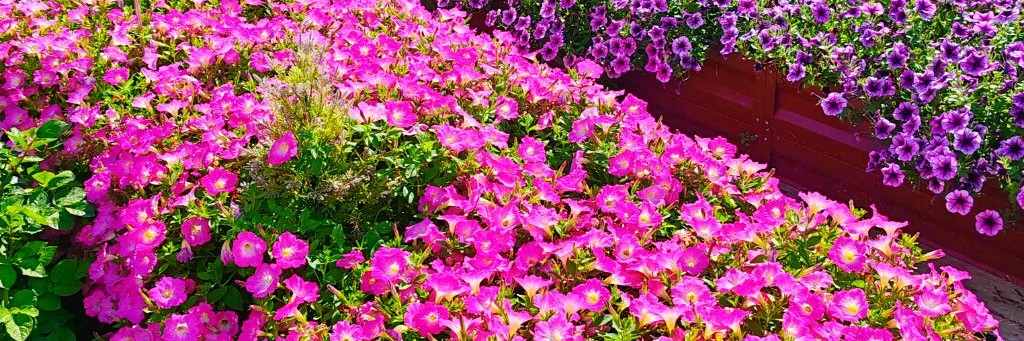 Жизнь В Цветах Зои Гребенщиковой 🌺🍀