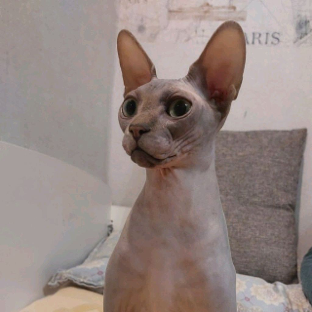 Обо Всё С Лысым Котом