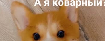 Корги Коржик✅