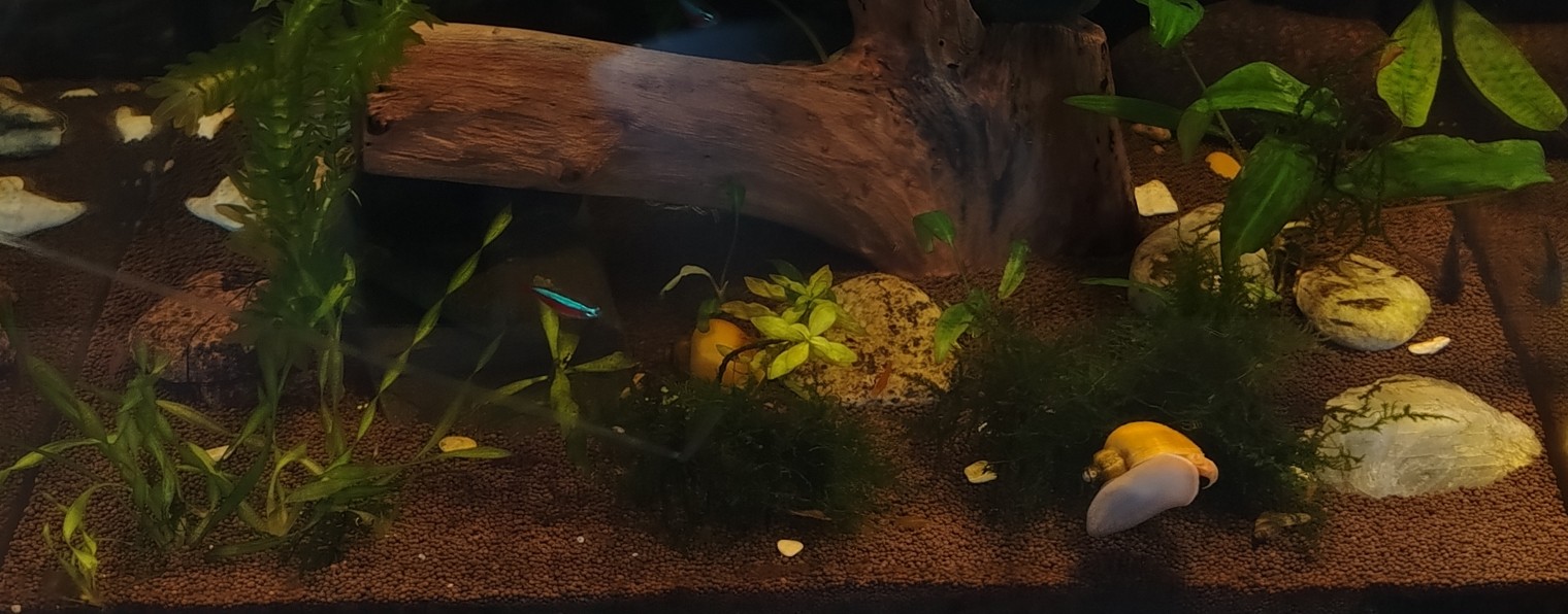 Дневник садовода-аквариумиста