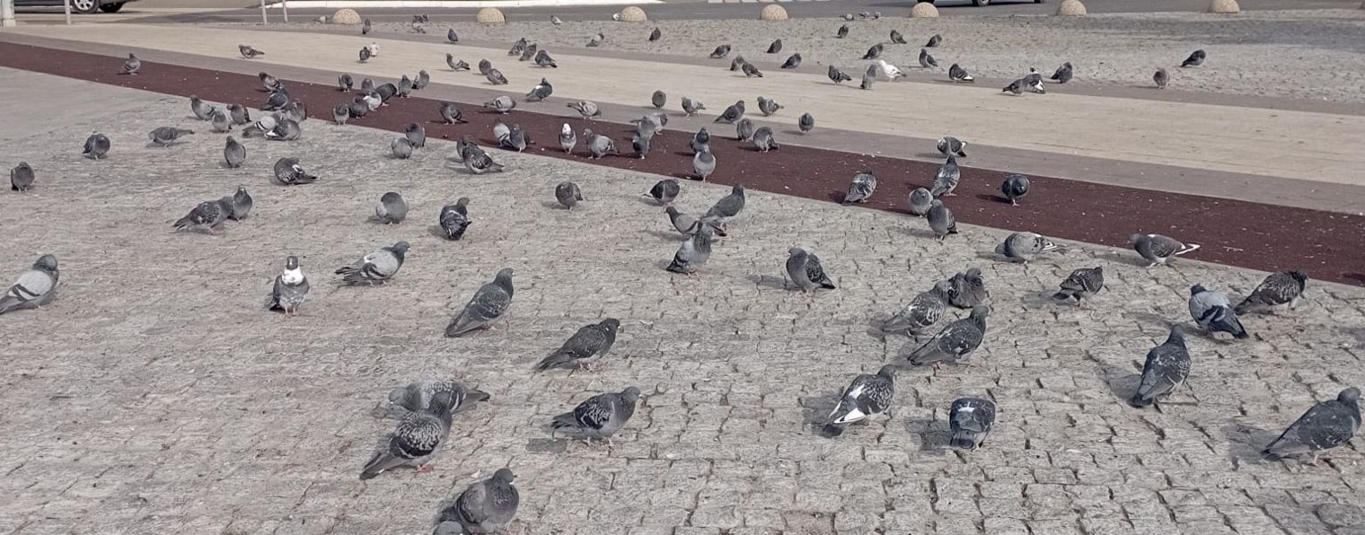 О музыке и не только... / Music and not only.