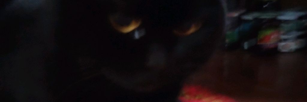 Чёрный Котик