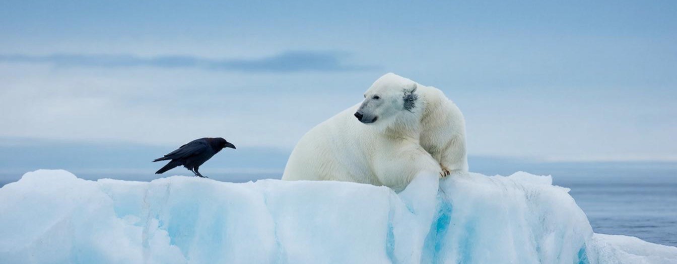 Ворона Ася 🐦