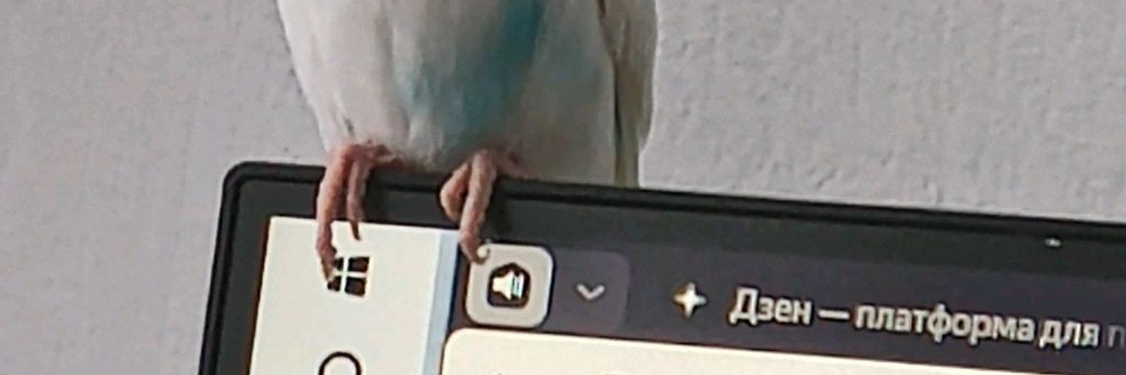 🐱☆ Краткая ☆🐱