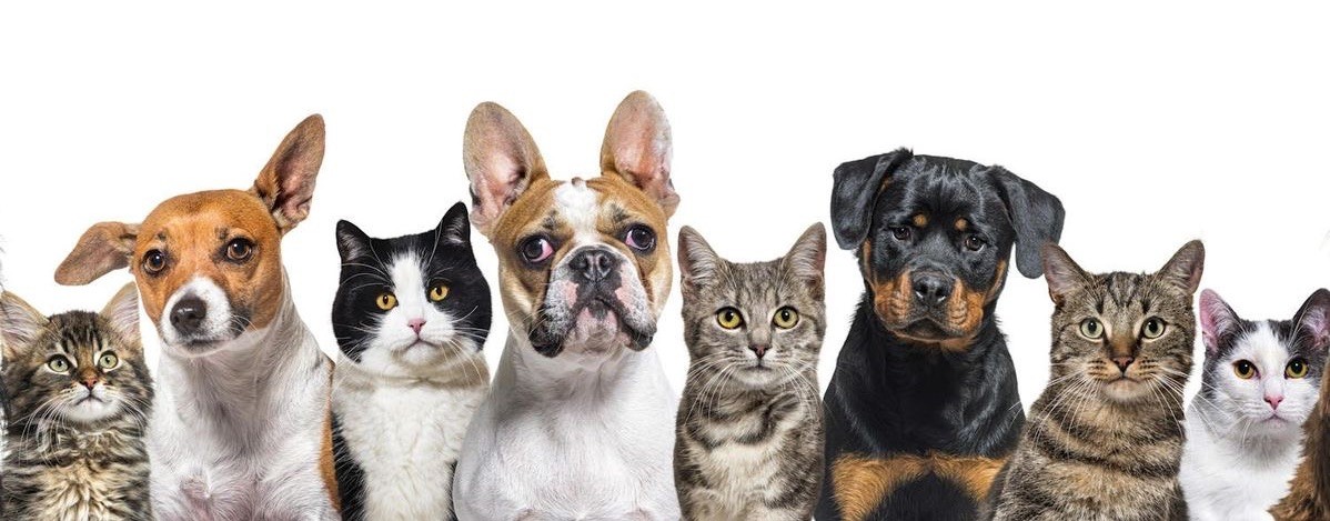 Пушистый-Дом