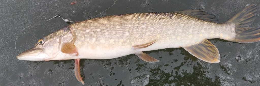 Про Рыбалку.