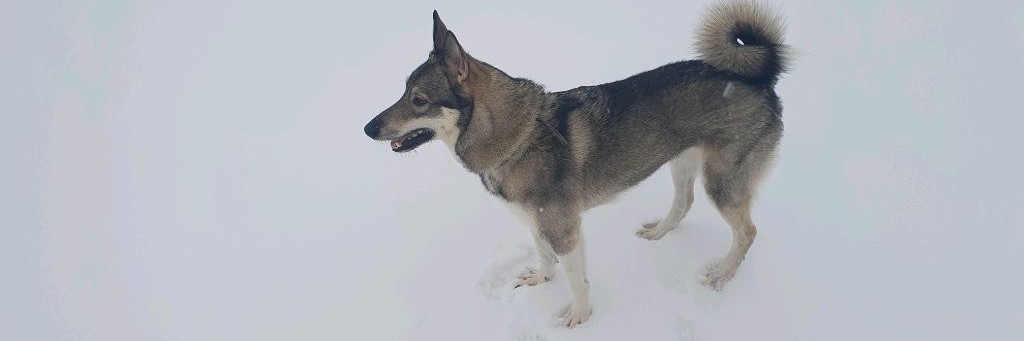 alex охота с лайками