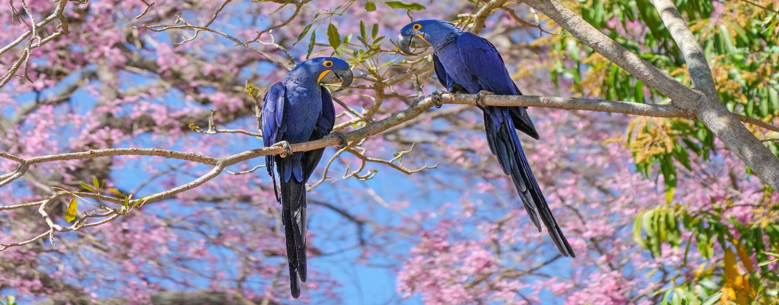 Мир крупных попугаев
