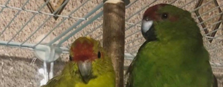 Бушунов Лев и попугаи юрика и шурик