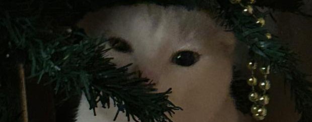 Мультфильмы