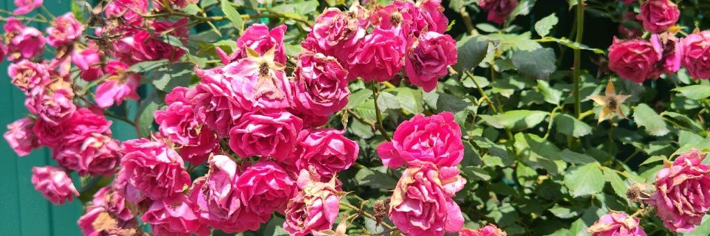 Юлия Моджарова