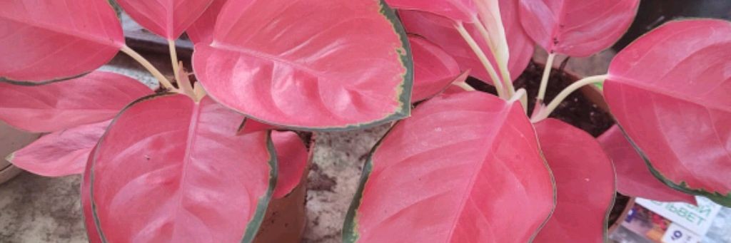 Цветочная Фея