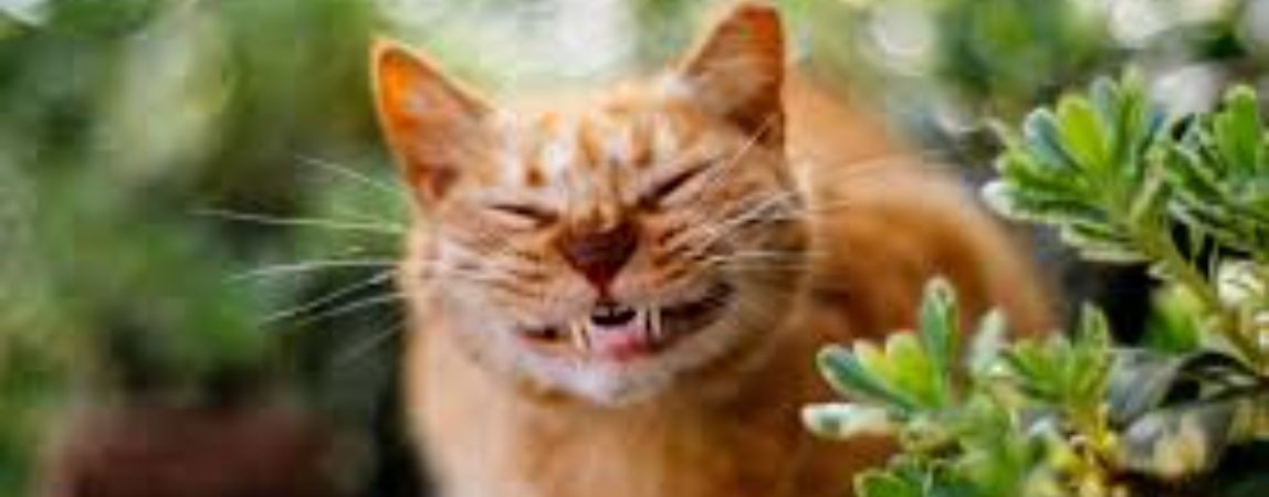 😹рыжий котик