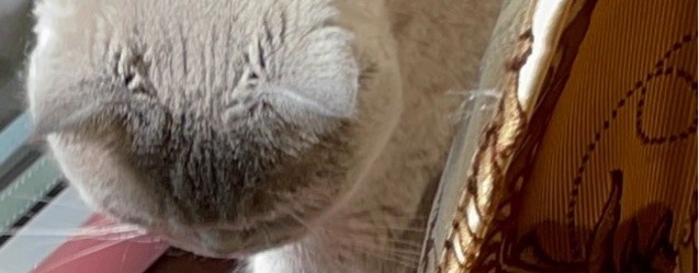 Димон Лимон