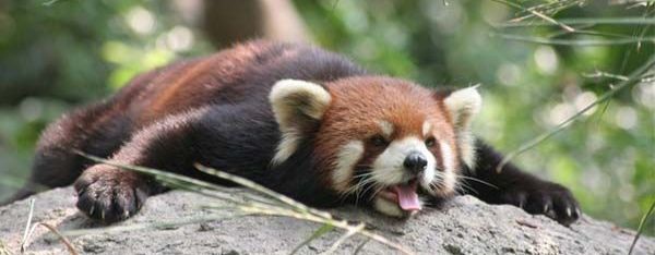 Красный ЕНОТ