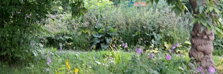 🔮🌿Tale of the Meadow🌿🔮